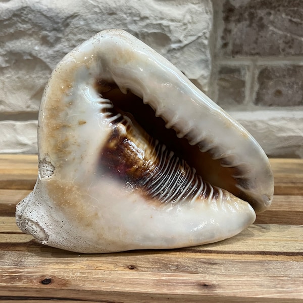 Shells for Sale - Etsy