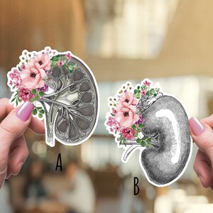 Kidney, Floral Anatomical Art, Human Anatomy, Vinyl Stickers,science ...