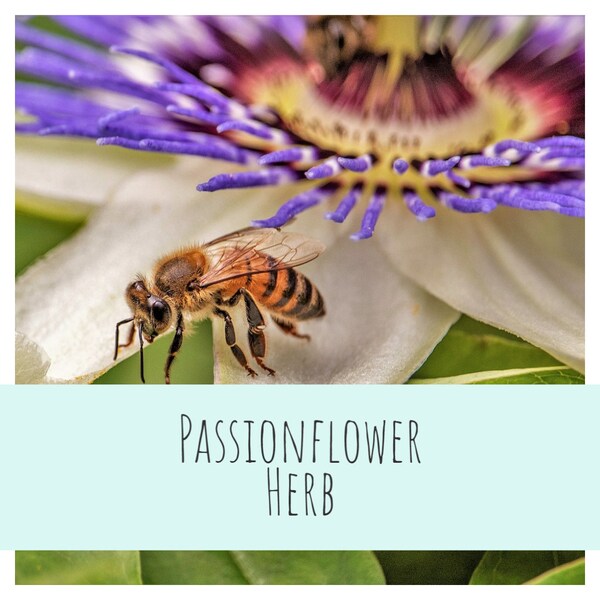 Passion Bee Flower - Etsy