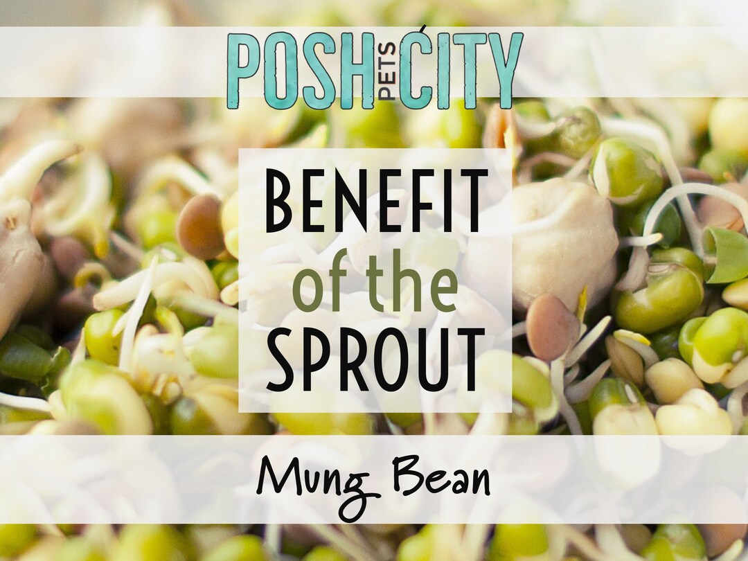 Benefit of the Sprout - Organic Mung Bean for Birds - 3 Oz Packet ...