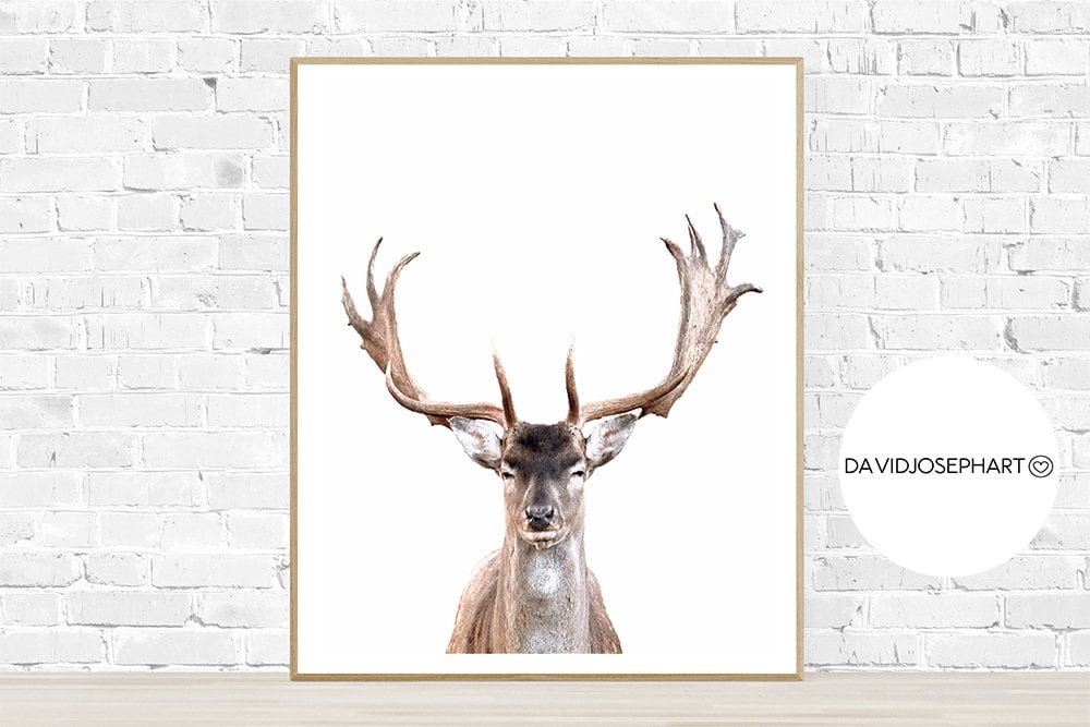 Deer Print, Deer Wall Art, Deer Poster, Animal Photography, Deer Photo ...