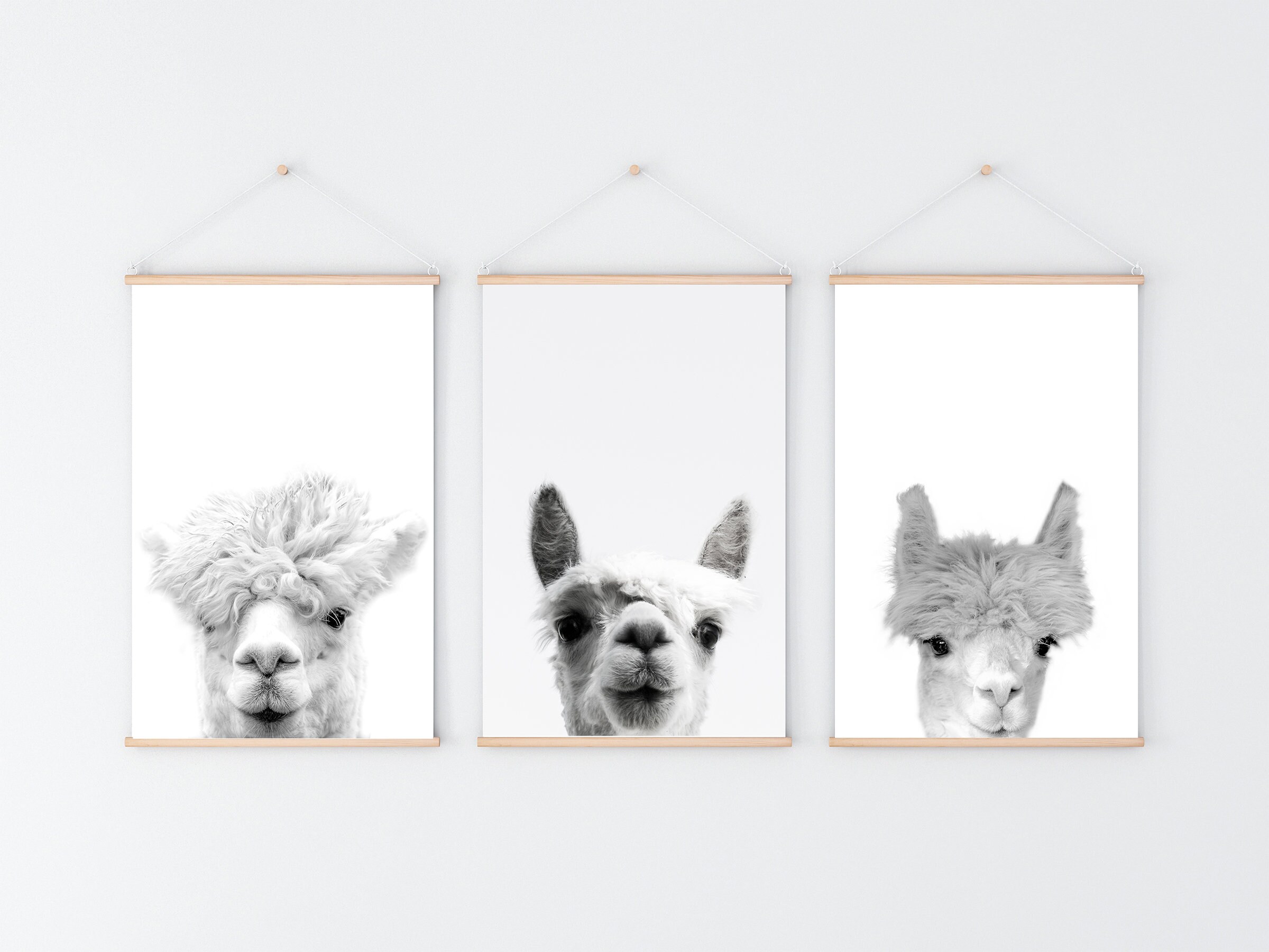 Set of 3, Alpaca Print, Alpaca Photo, Animal Print, Nursery Print ...