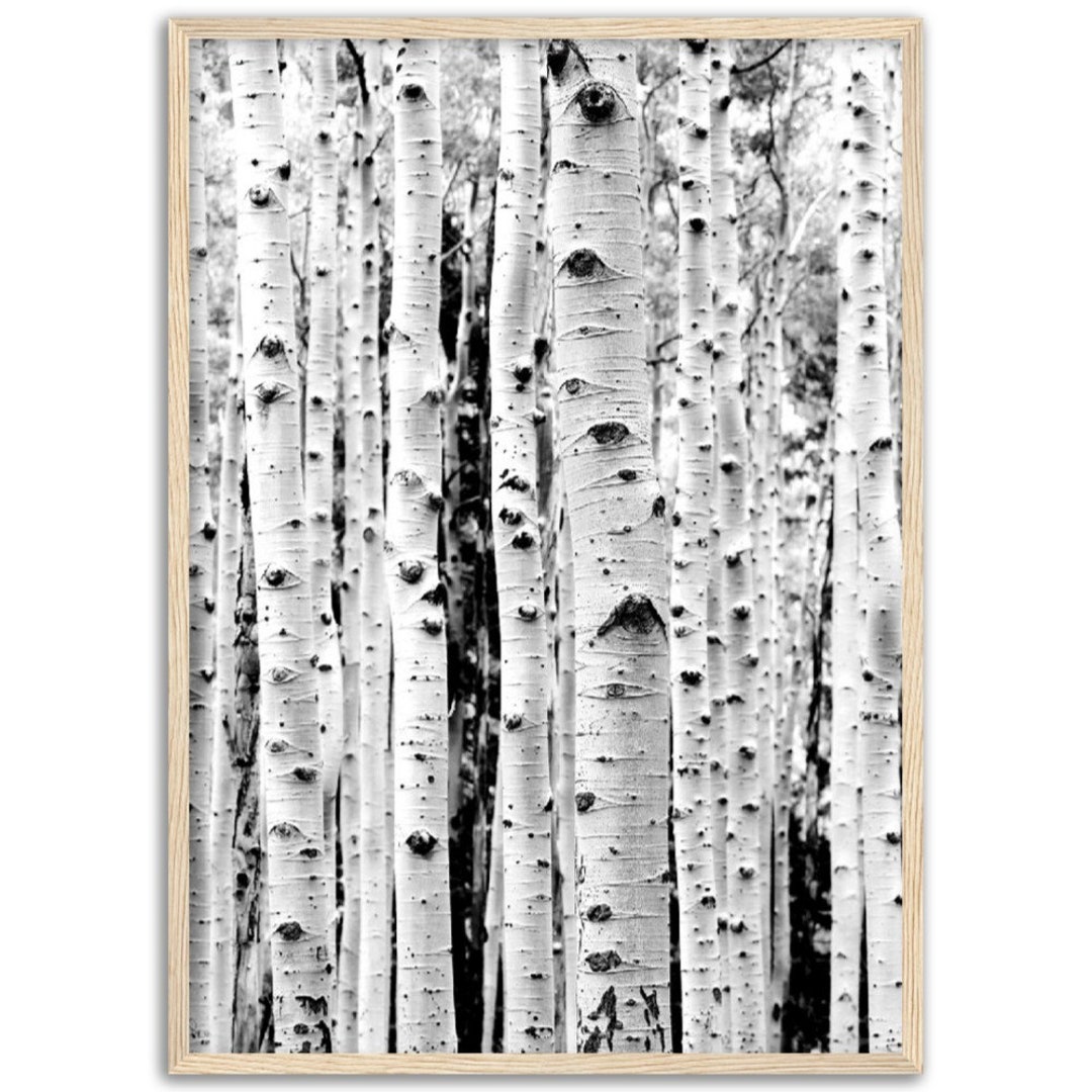 Birch Tree FRAMED POSTER, Tree Photo, Tree Wall Art, Forest Print ...