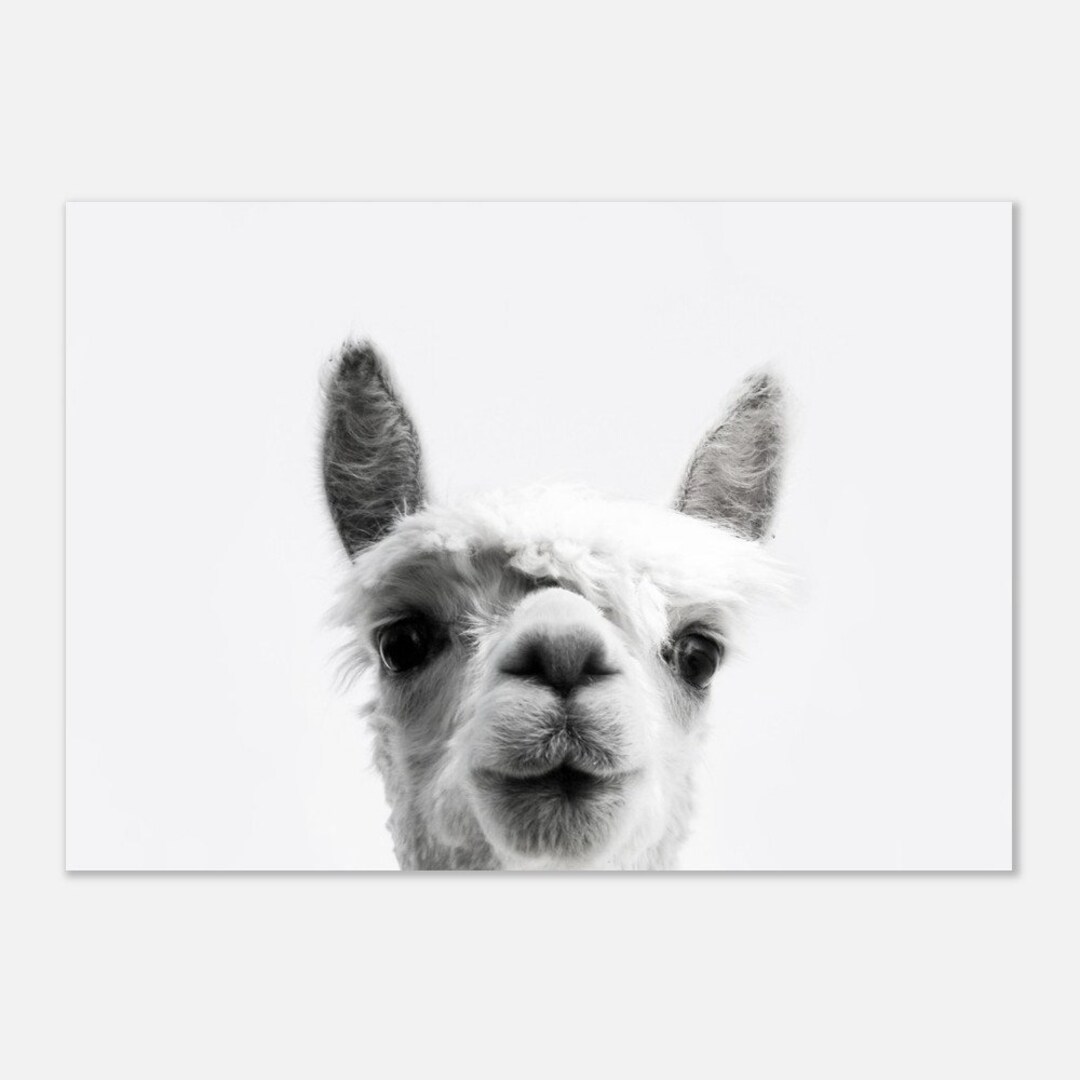 Alpaca UNFRAMED Print Alpaca Photo Animal Print, Nursery Print ...