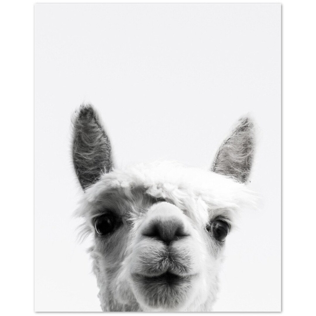 Alpaca Poster, Alpaca Photo, Animal Print, Nursery Print, Woodlands ...