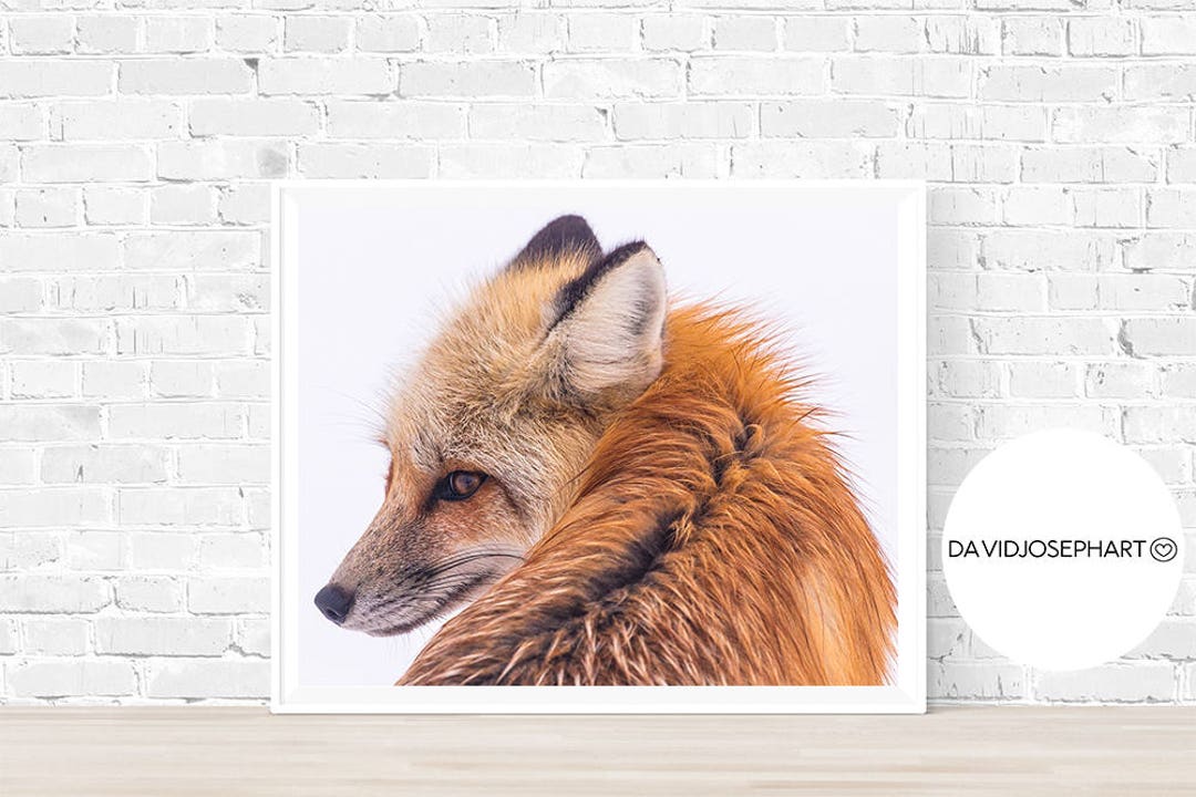 Fox Print, Fox Photography, Red Fox Print, Animal Print, Woodland Print ...