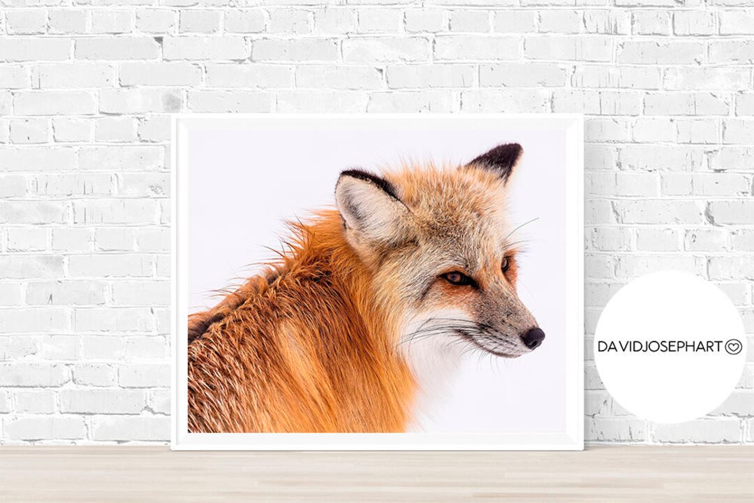 Fox Print, Fox Photography, Red Fox Print, Animal Print, Woodland Print ...