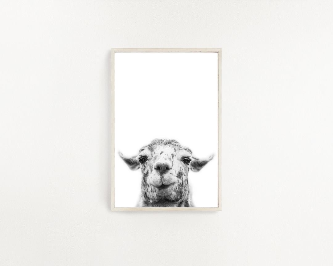 Alpaca Print, Alpaca Photo, Llama Photo, Nursery Print, Llama Print ...