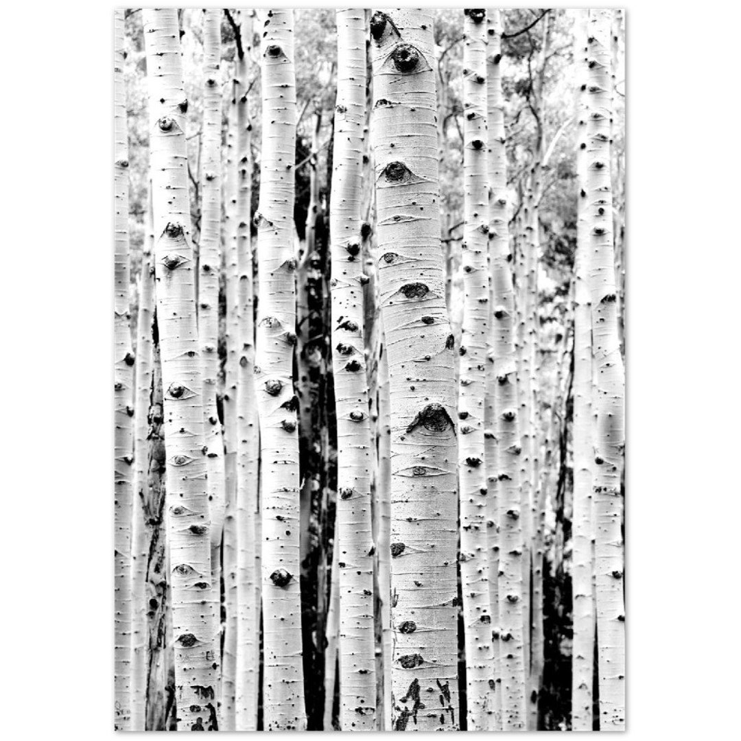 Birch Tree Poster, Tree Photo, Tree Wall Art, Forest Print, Birch Decor ...