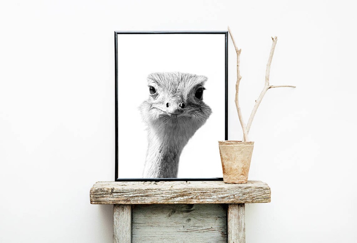 Ostrich Print, Ostrich Wall Art, Ostrich Poster, Ostrich Photography ...