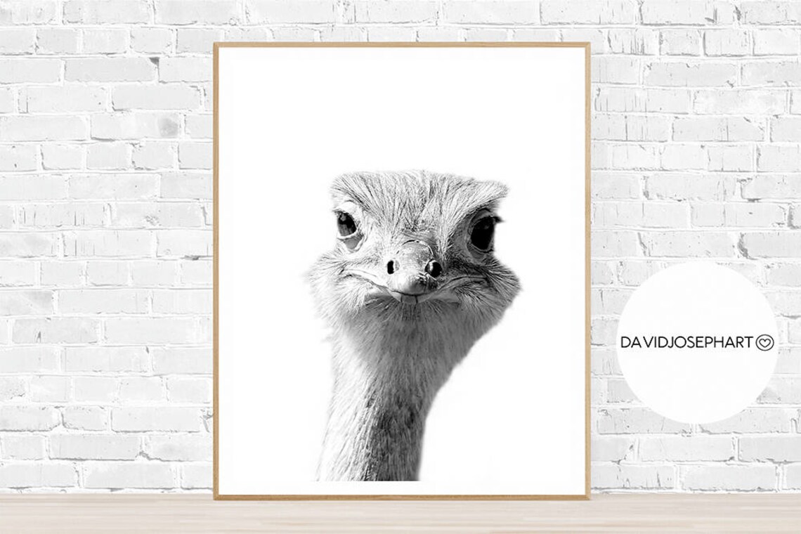 Ostrich Print, Ostrich Wall Art, Ostrich Poster, Ostrich Photography ...