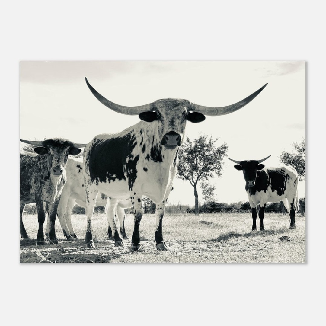 Longhorn Cow Print, Texas Wall Art, Black and White, Farm Poster ...