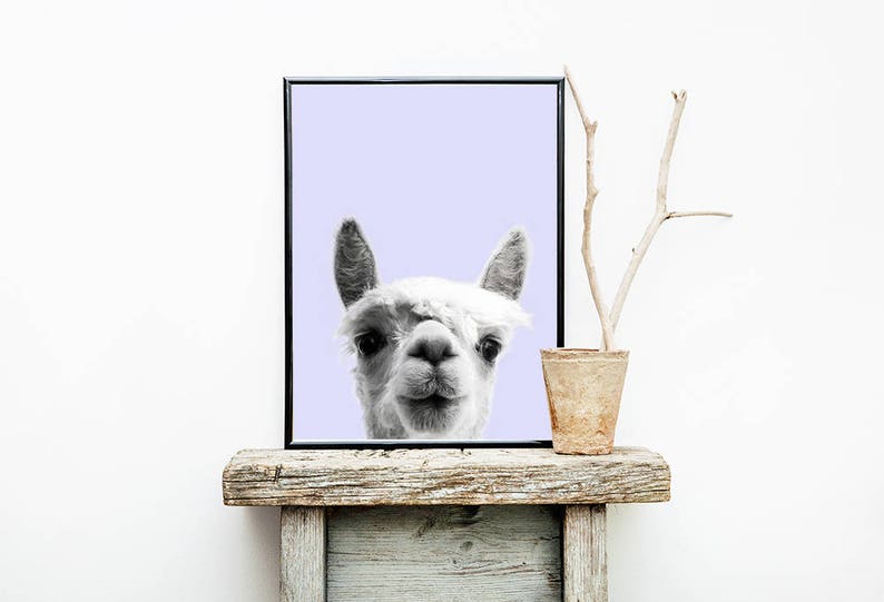 Alpaca Print Alpaca Photo Lilac Print Nursery Print - Etsy