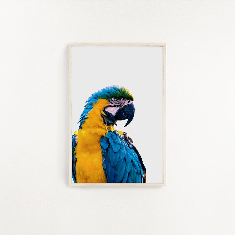 Macaw Poster - Etsy
