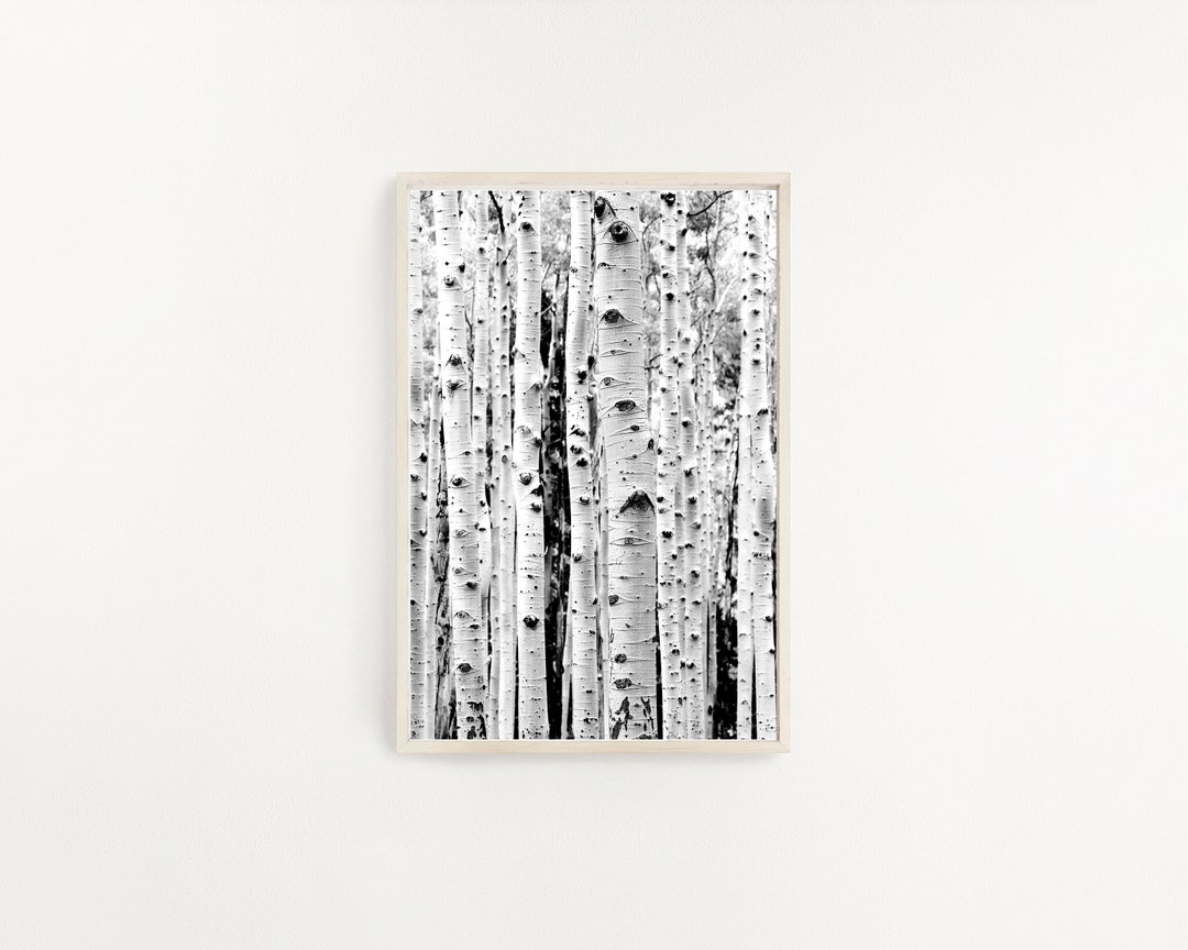 Birch Tree Poster, Tree Photo, Tree Wall Art, Forest Print, Digital ...