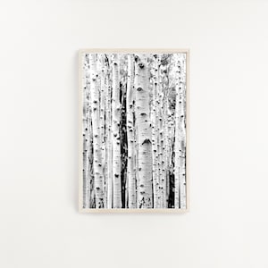 Birch Tree Poster, Tree Photo, Tree Wall Art, Forest Print, Digital ...