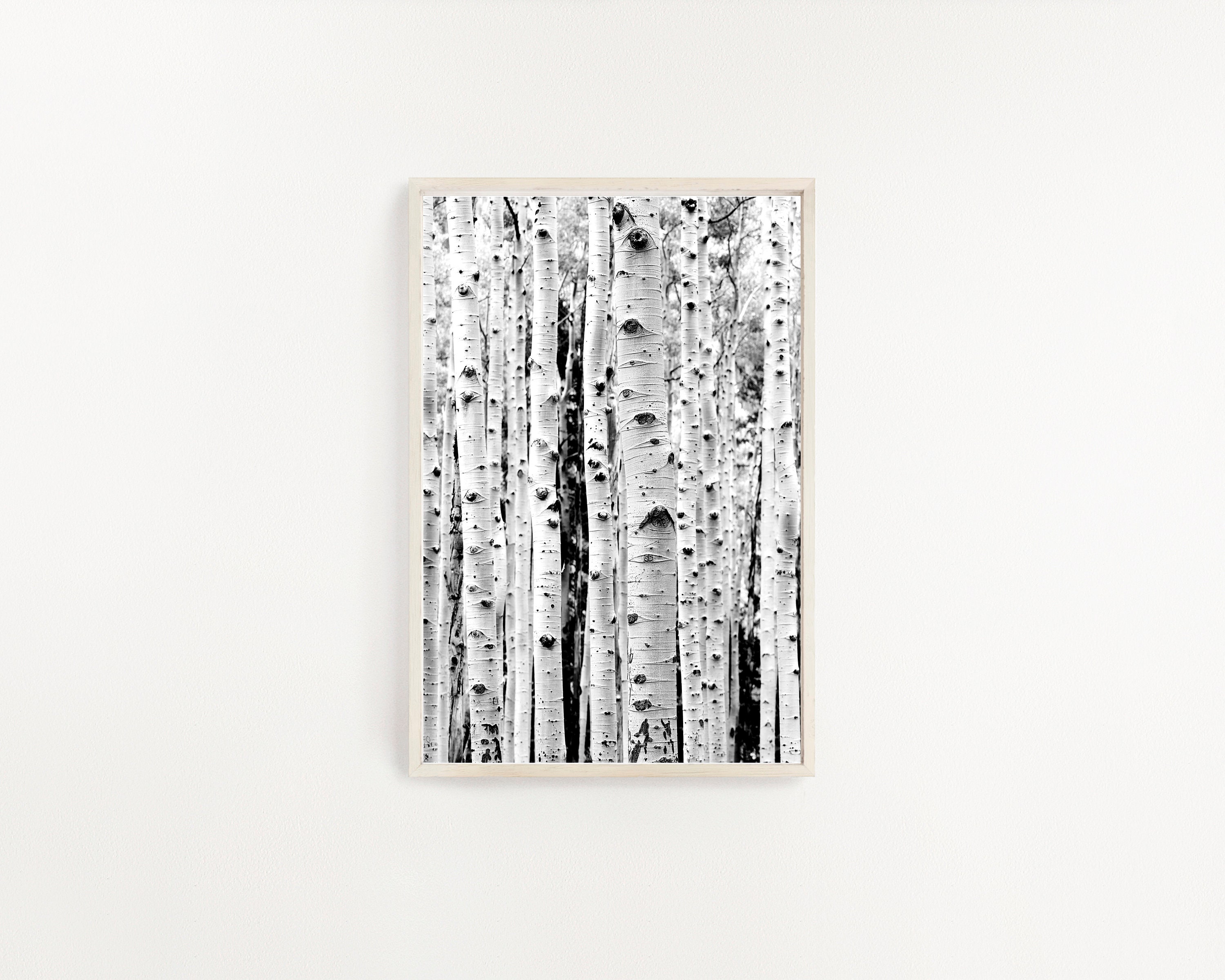 Birch Tree Poster, Tree Photo, Tree Wall Art, Forest Print, Digital ...