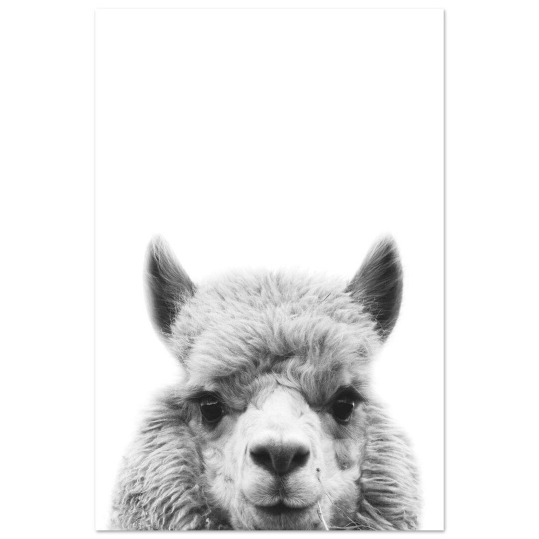 Alpaca UNFRAMED Print Alpaca Wall Art Animal Photography Nursery Wall ...