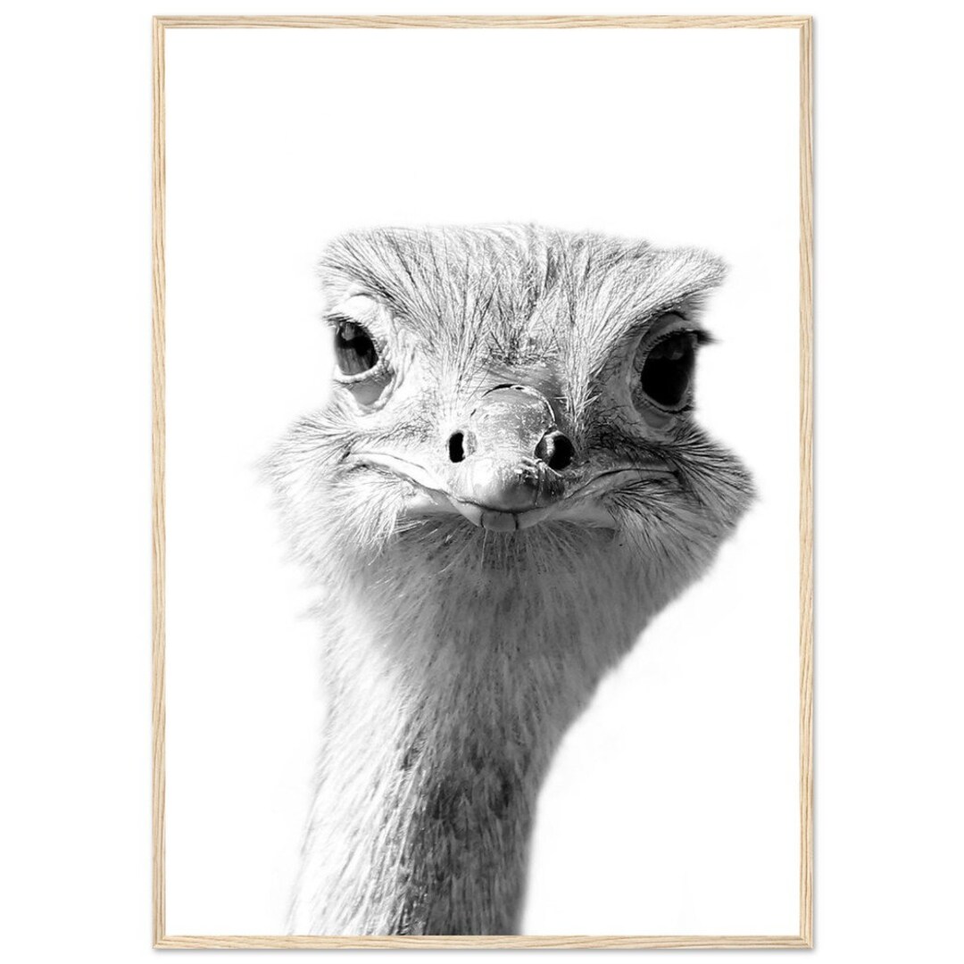 Ostrich FRAMED Poster, Ostrich Wall Art, Ostrich Poster, Ostrich ...