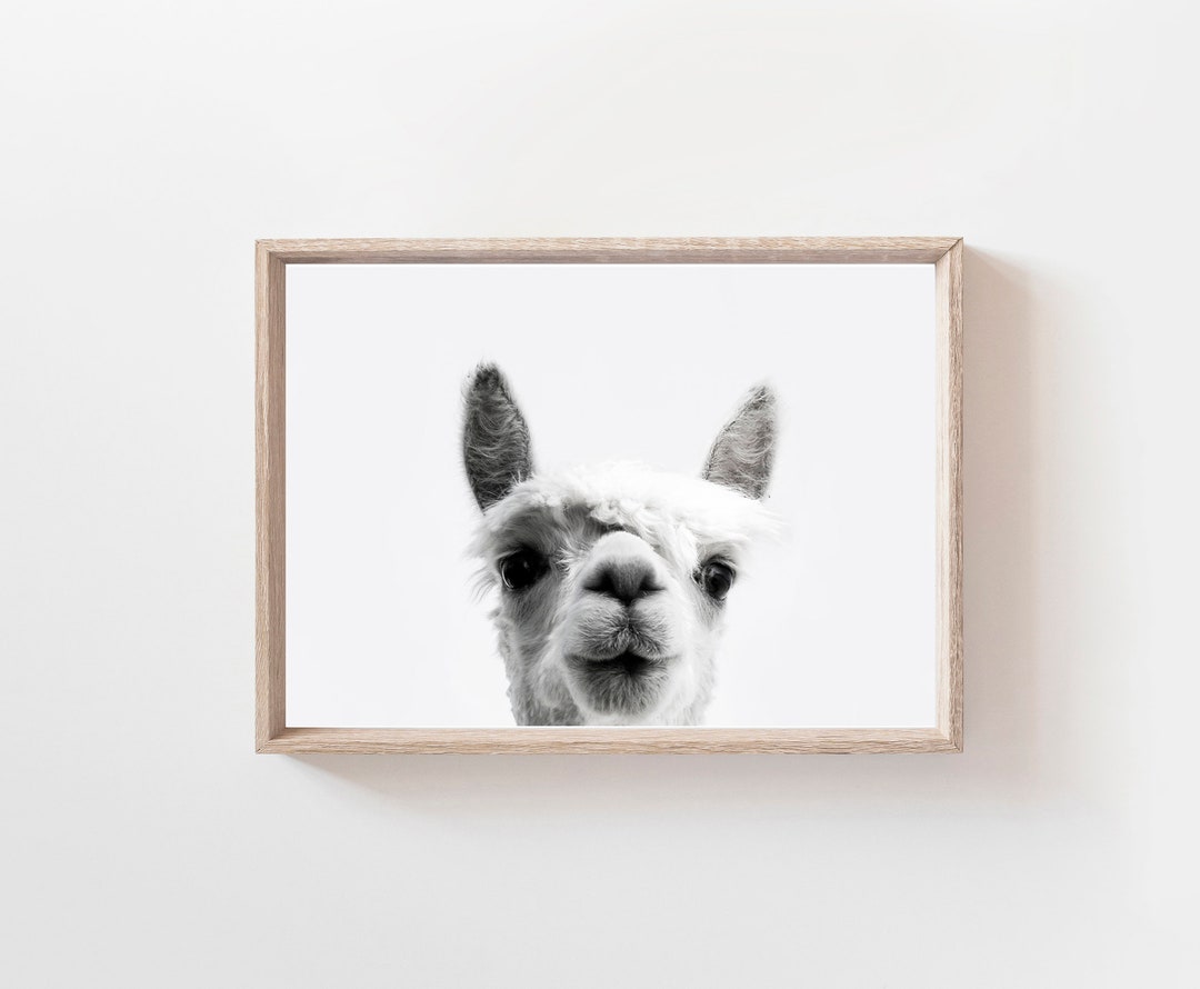 Alpaca Print, Alpaca Photo, Animal Print, Nursery Print, Woodlands ...