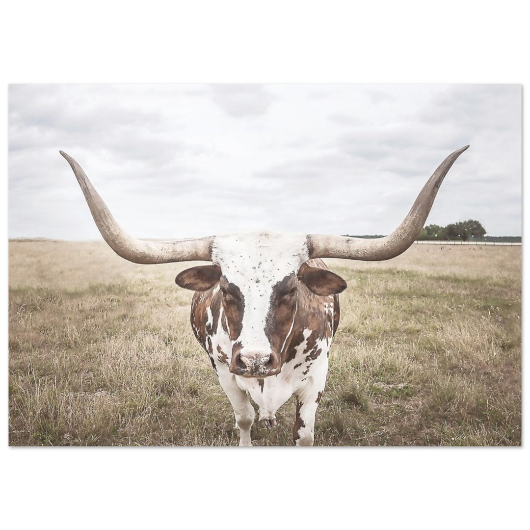 Longhorn Cow Poster, Cow Print, Texas Cow Print, Animal Print, Modern ...