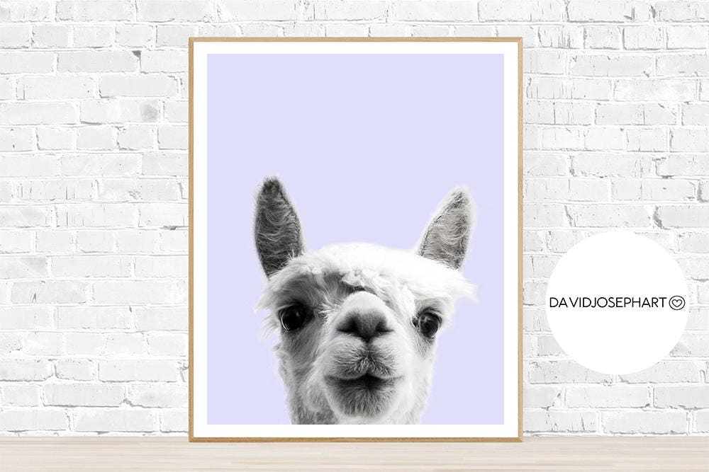 Alpaca Print Alpaca Photo Lilac Print Nursery Print - Etsy