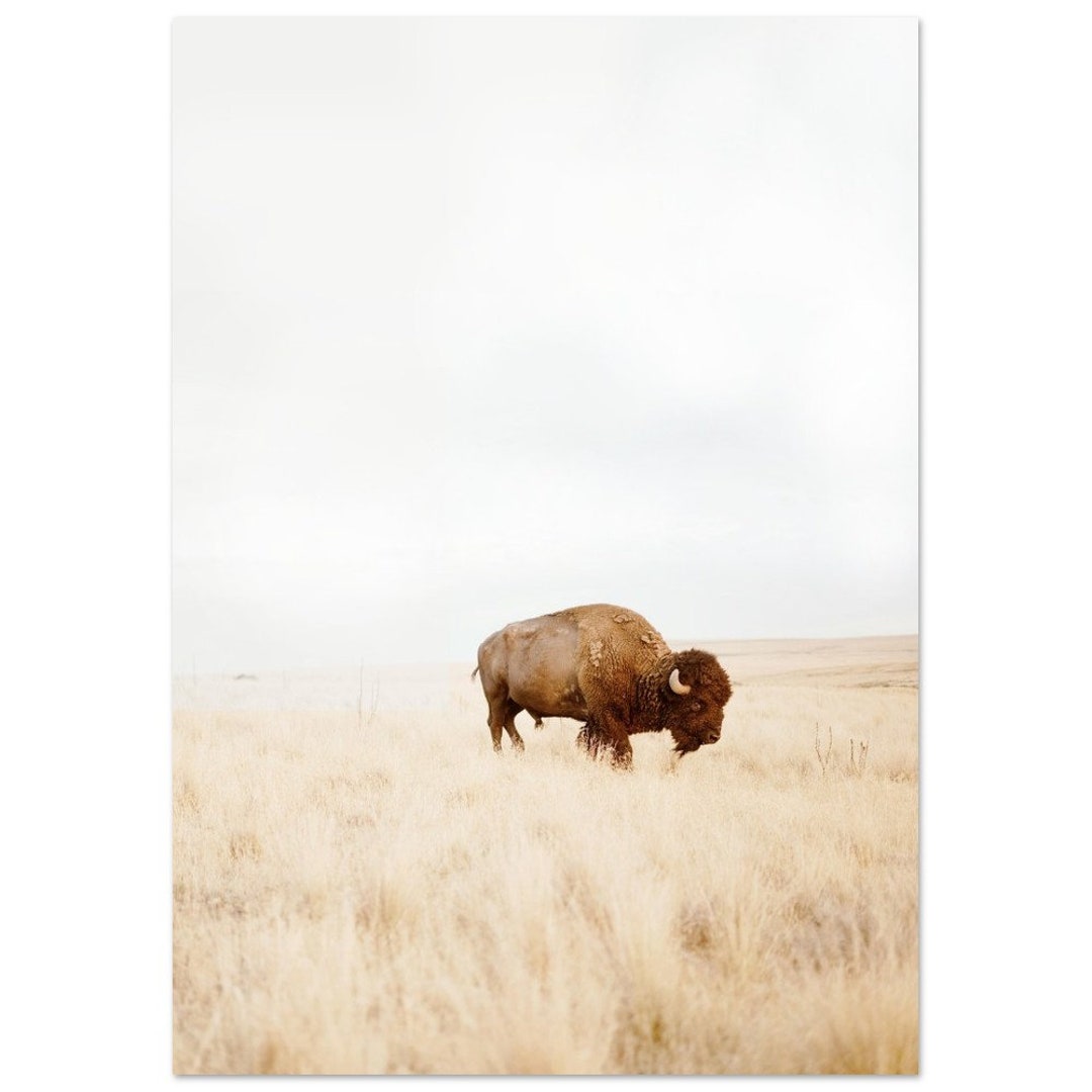 Bison Poster, Buffalo Wall Art, Wildlife Poster, Bison Poster, Desert ...