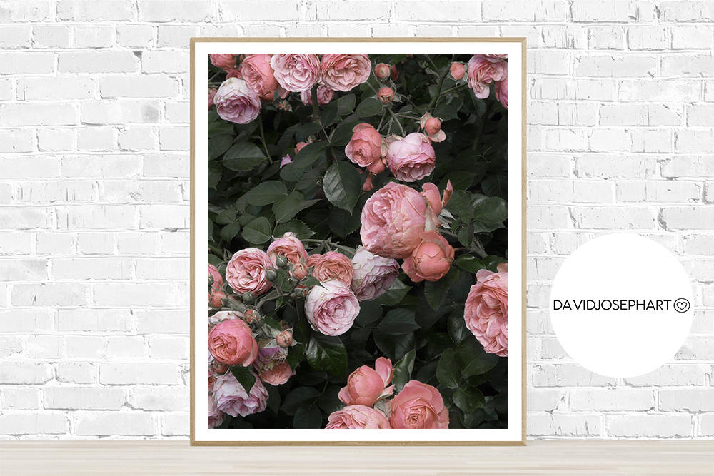 Roses Print, Roses Poster, Flower Print, Flower Poster, Roses Decor ...