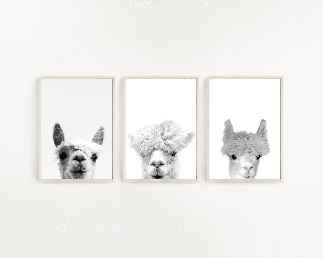 Set of 3, Alpaca Print, Alpaca Photo, Animal Print, Nursery Print ...