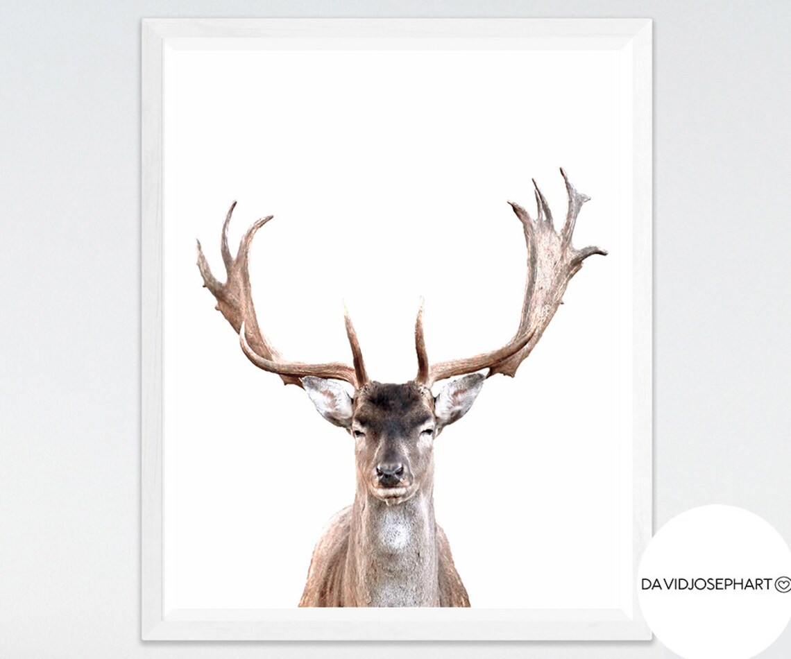 Deer Print Deer Wall Art Deer Poster Animal Photography | Etsy