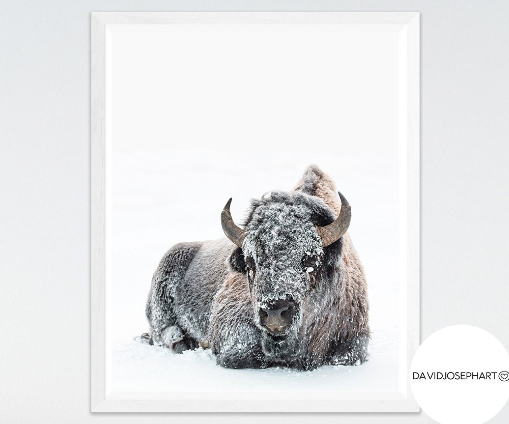 Bison Print, Bison Wall Art, Digital Download, Buffalo Print, Buffalo ...