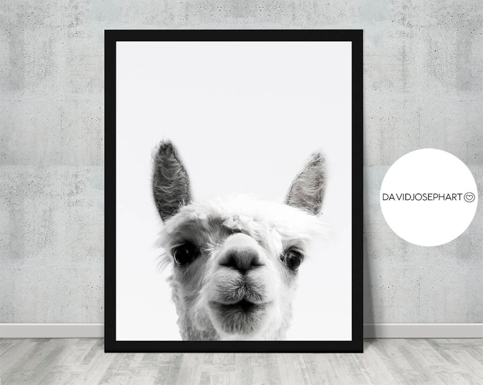 Alpaca Print Alpaca Photo Animal Print Nursery Print - Etsy
