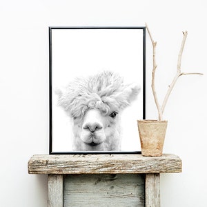 Alpaca Print, Alpaca Photo, Llama Print, Animal Photo, Woodlands ...