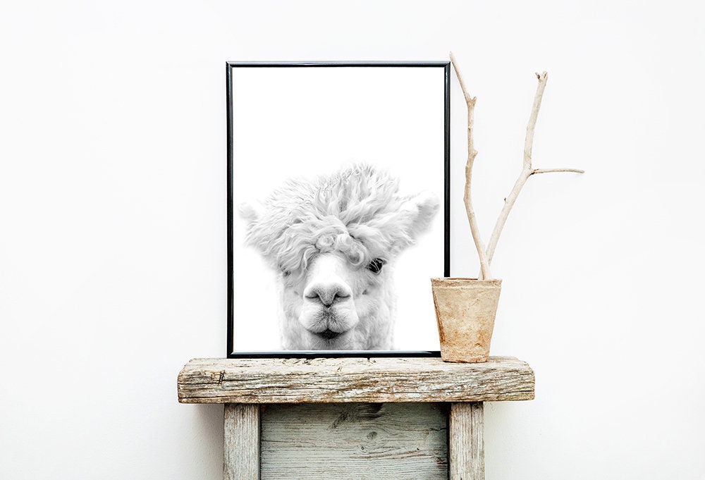 Alpaca Print, Alpaca Photo, Llama Print, Animal Photo, Woodlands ...