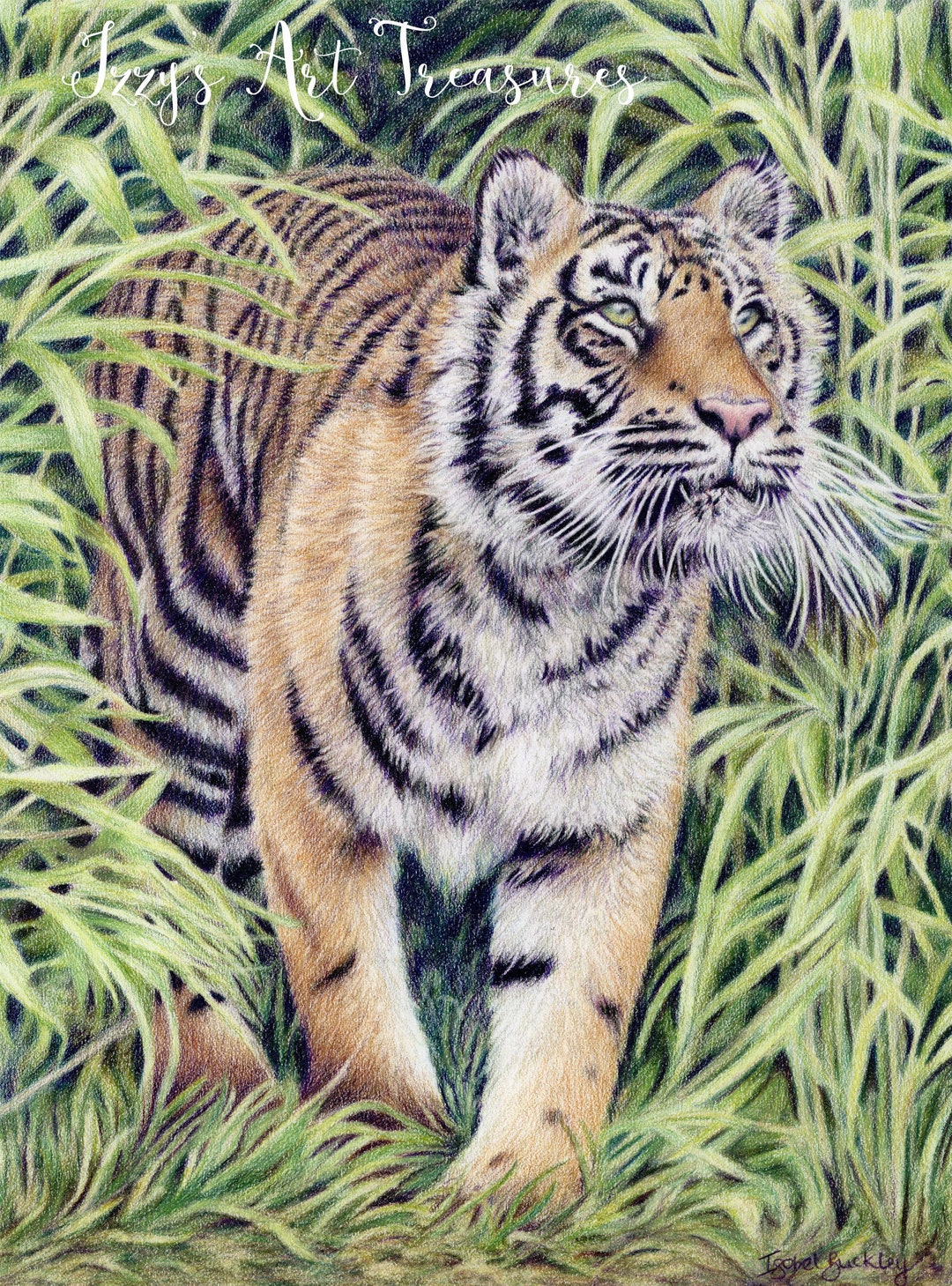 Tiger Limited-edition Print, Animal Tiger Picture - Etsy