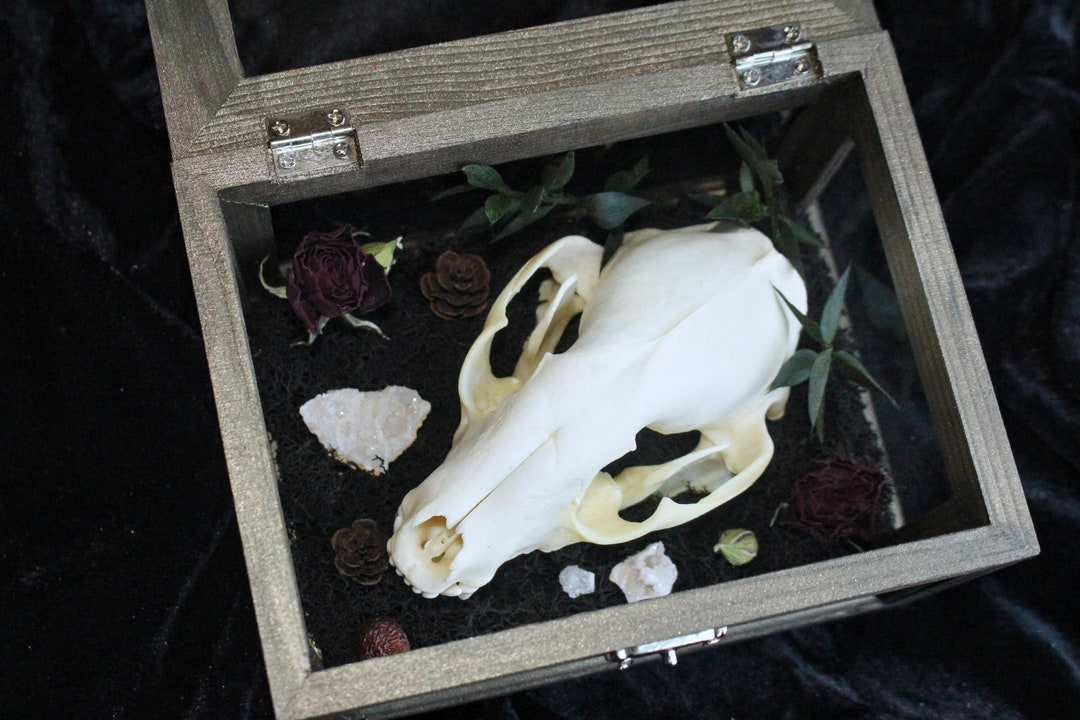 Raccoon Skull Terrarium: Dark Academia // Babys Breath // Crystals - Etsy