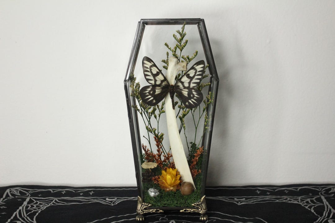 Sheep Moth: Glass Coffin Terrarium // Taxidermy // Oddities // Small - Etsy