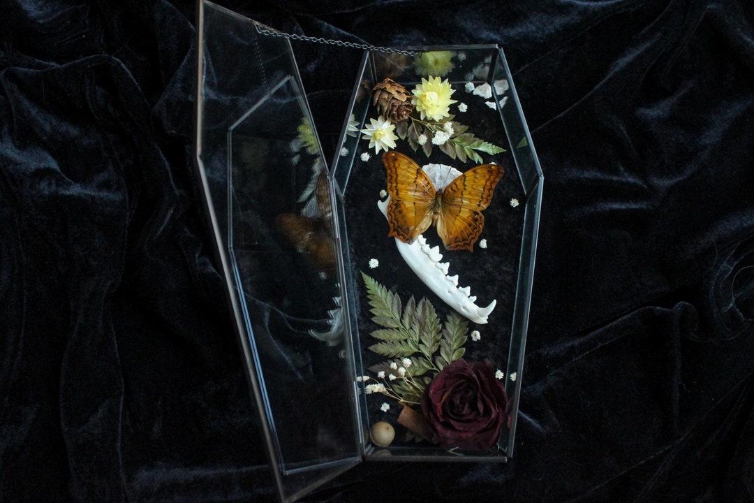 Butterflies and Bones: Glass Coffin Terrarium // Taxidermy // Oddities ...