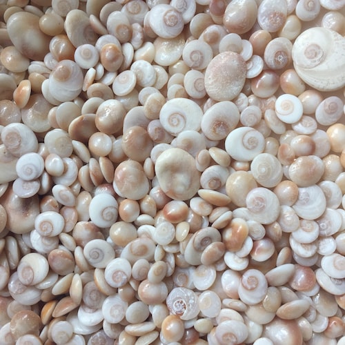 Eye of Saint Lucia Saint Lucia Eyes Eye of Shiva Shell - Etsy