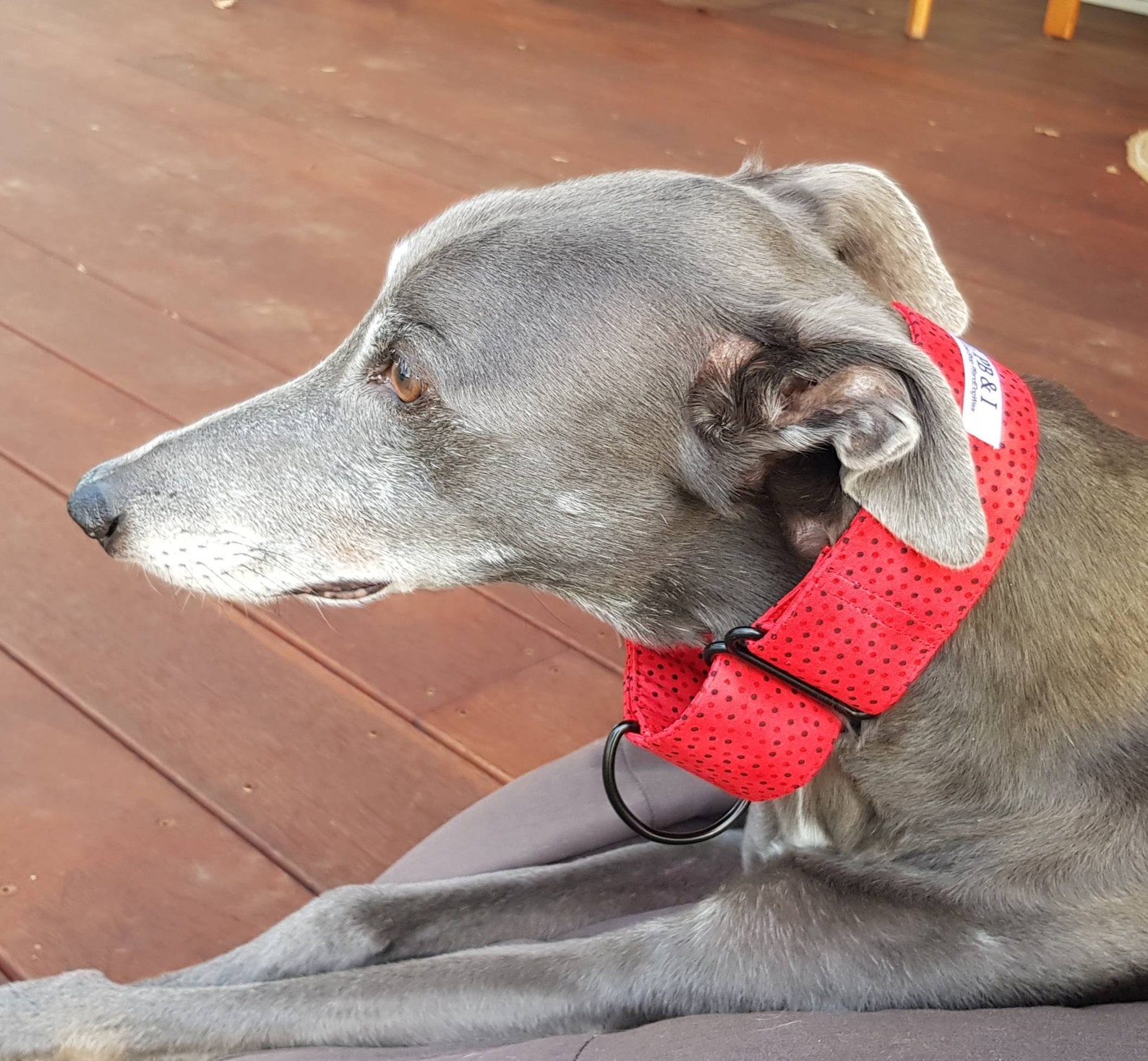 Martingale Collar Sighthound Collar Custom Dog Collar - Etsy Australia