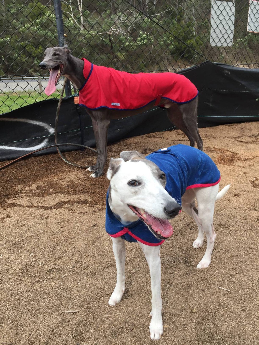 Sighthound Heat Protection Coat, Whippet Cooling Coat,iggy Sun ...