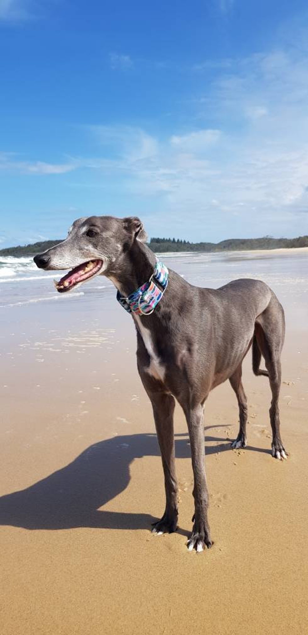 Martingale Collar Sighthound Collar Custom Dog Collar - Etsy