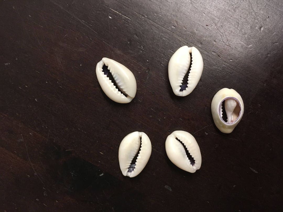 Shell Charms, Cursels, 2cm, Natural Shell, Summer, Beach, Holidays - Etsy