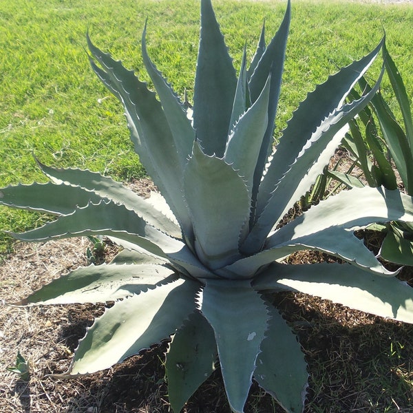 Blue Agave - Etsy