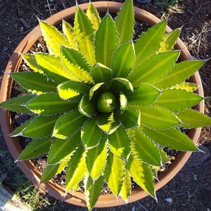 Agave Univittata Splendida Live Agave Plants Large Xlarge - Etsy