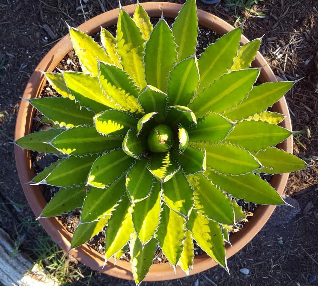 Agave Univittata Splendida Live Agave Plants Large Xlarge - Etsy
