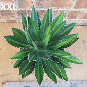 Agave Univittata Splendida Live Agave Plants Large Xlarge - Etsy