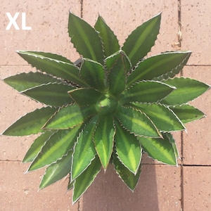 Agave Univittata Splendida Live Agave Plants Large Xlarge - Etsy