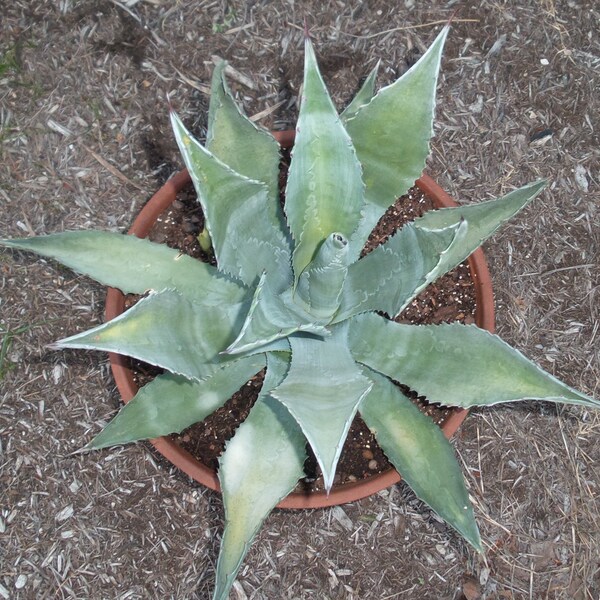 Agave Plant - Etsy
