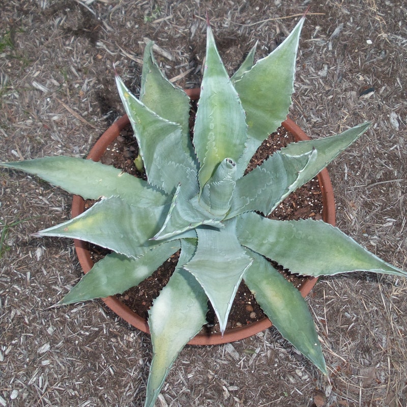 Agave Plant - Etsy